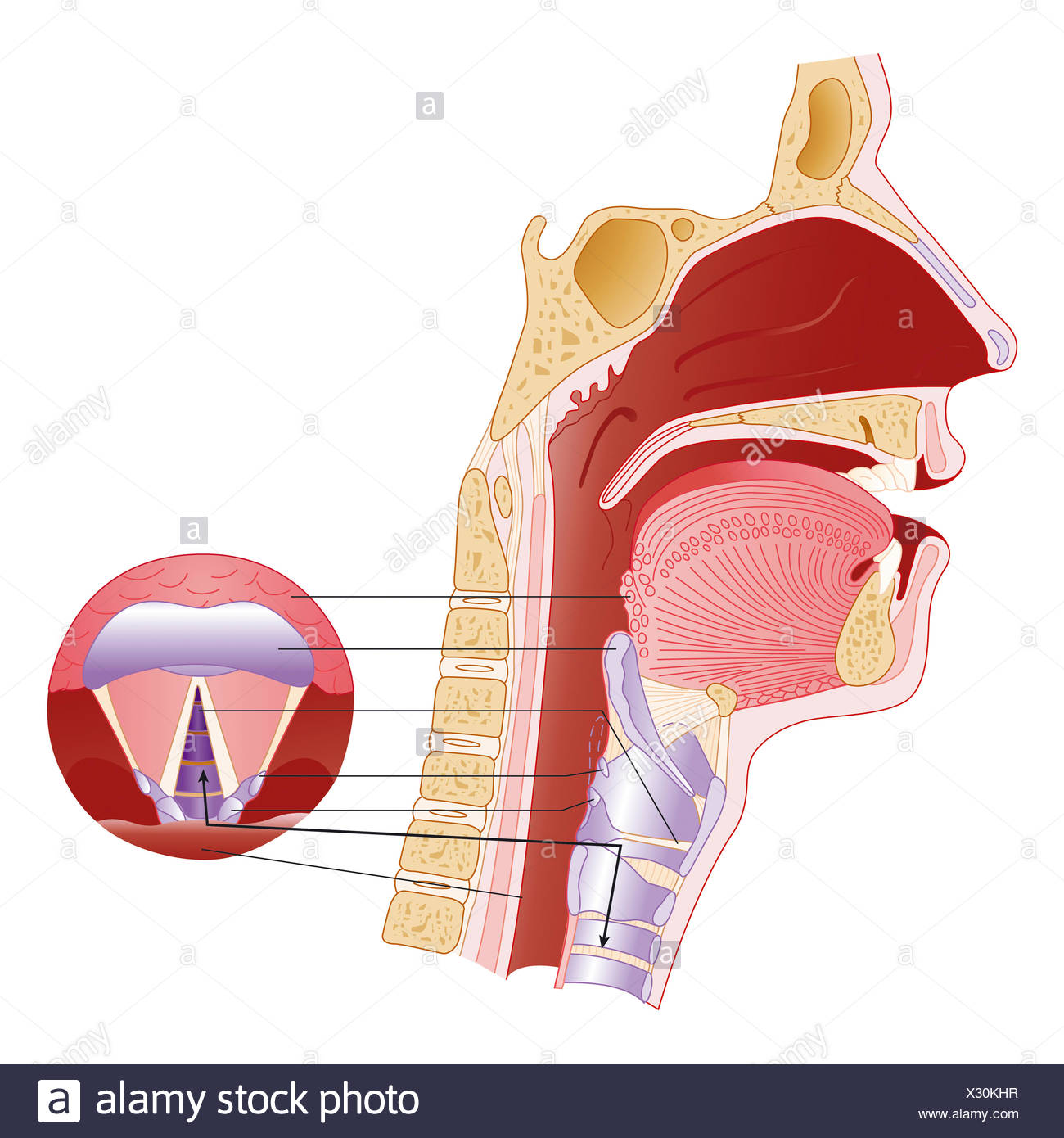 Laryngopharynx High Resolution Stock Photography and Images - Alamy