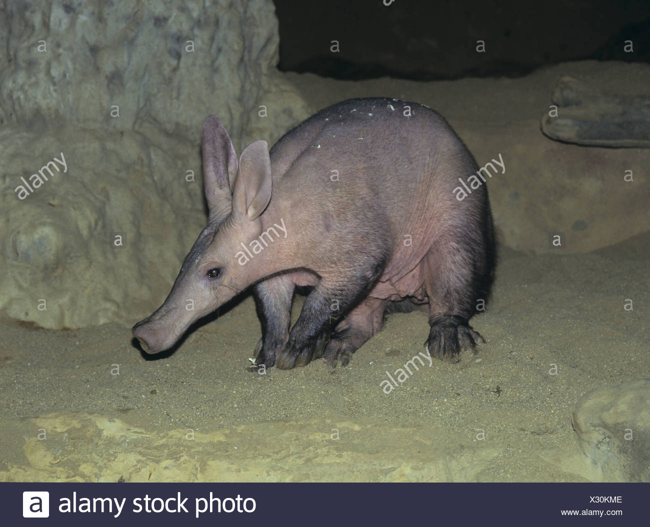 Aardvarks Stock Photos & Aardvarks Stock Images - Alamy
