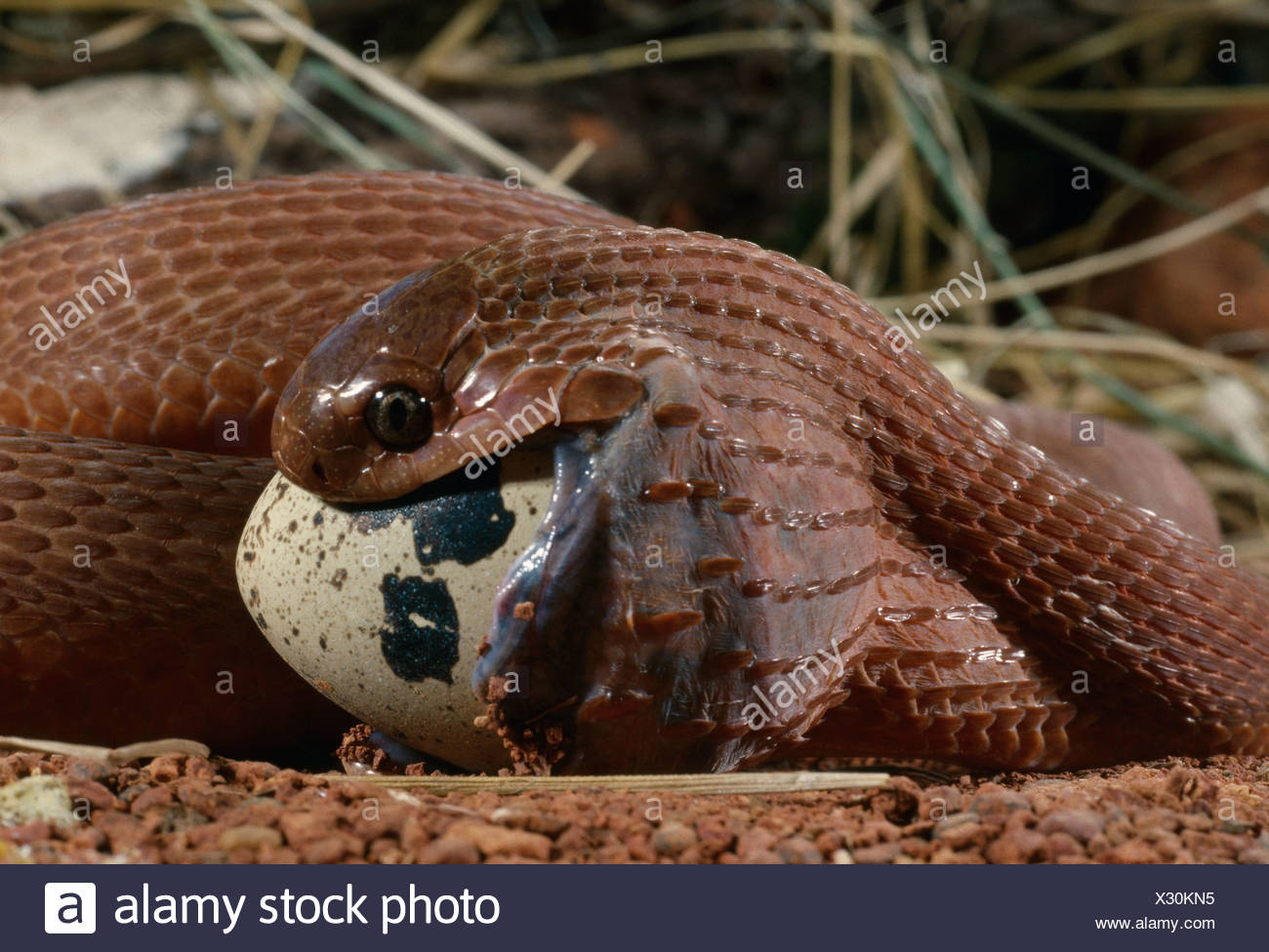 African Egg Eating Snake High Resolution Stock Photography and Images ...