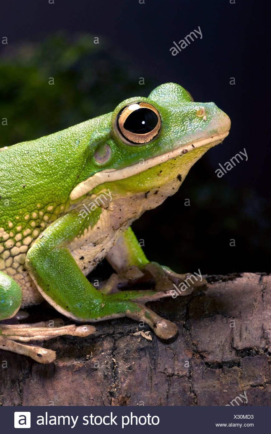 White Lipped Green Treefrog High Resolution Stock Photography and ...