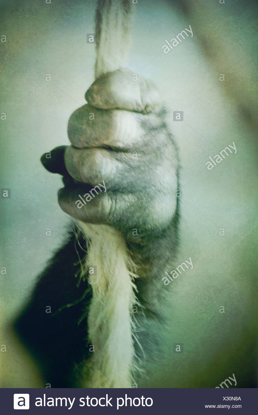 Monkey Hand High Resolution Stock Photography and Images - Alamy