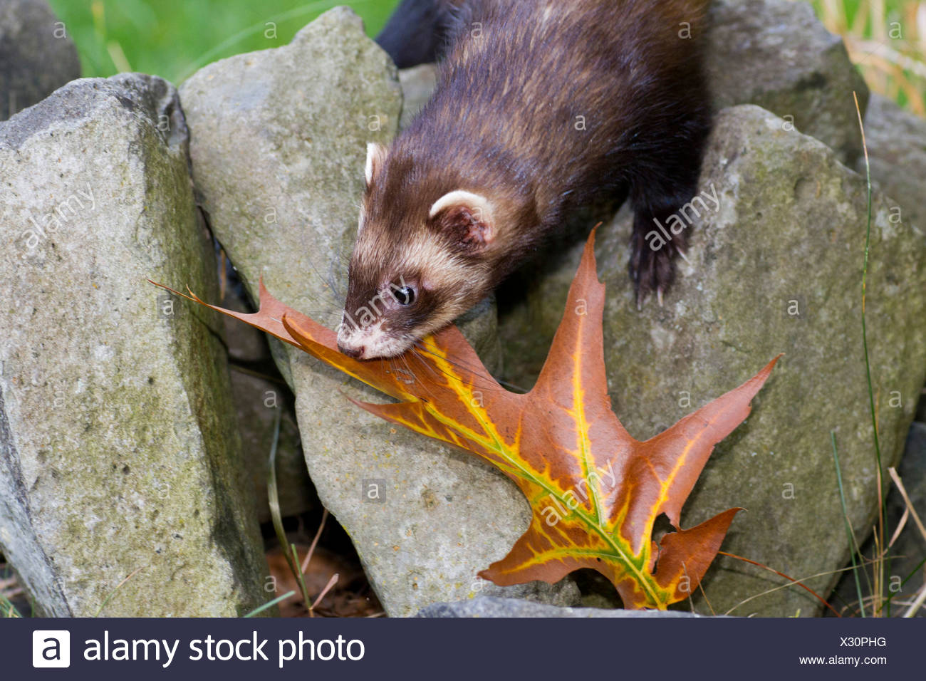 Mustela Putorius Furo High Resolution Stock Photography and Images - Alamy