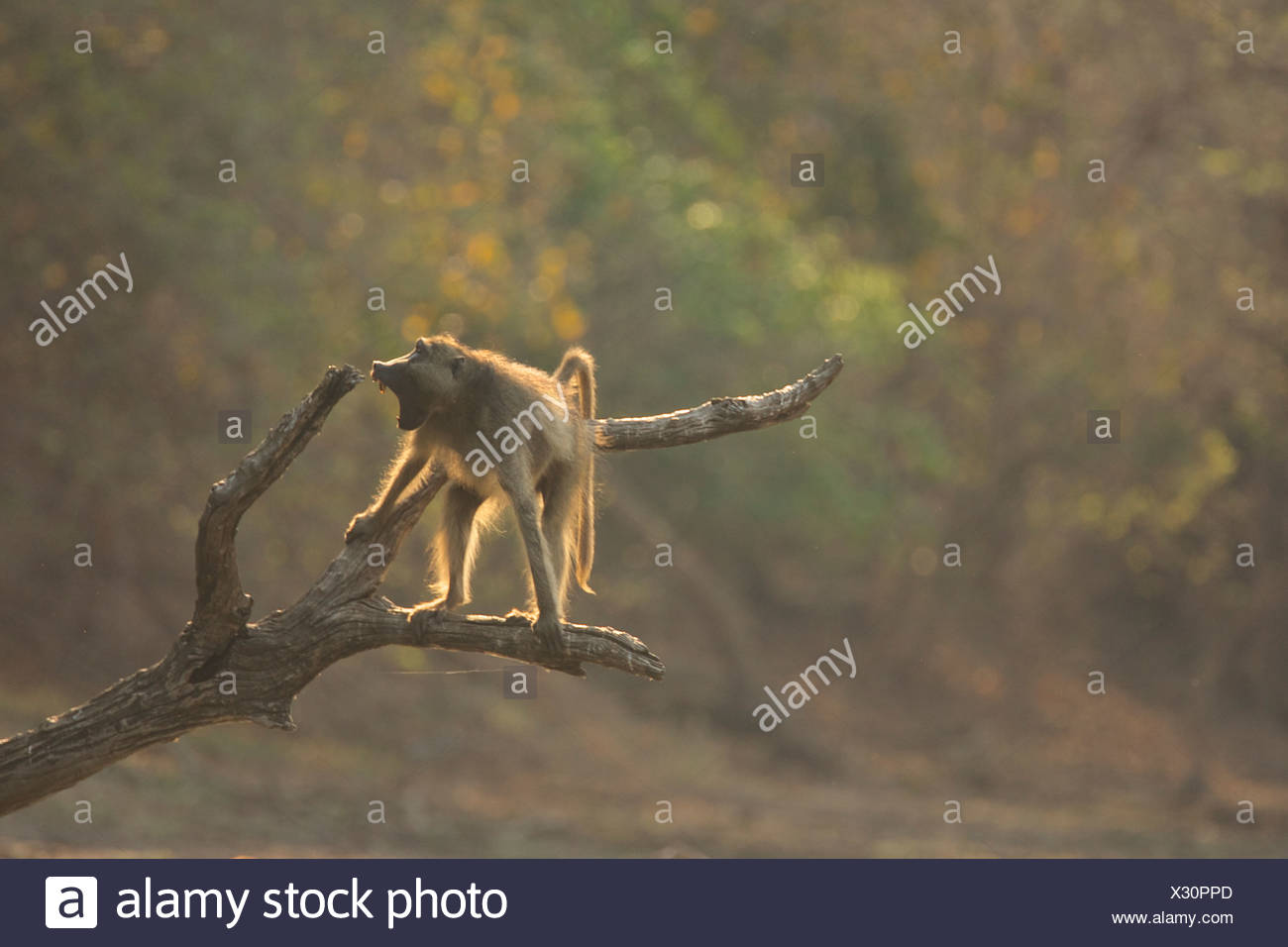 Zimbabwe Monkey High Resolution Stock Photography and Images - Alamy