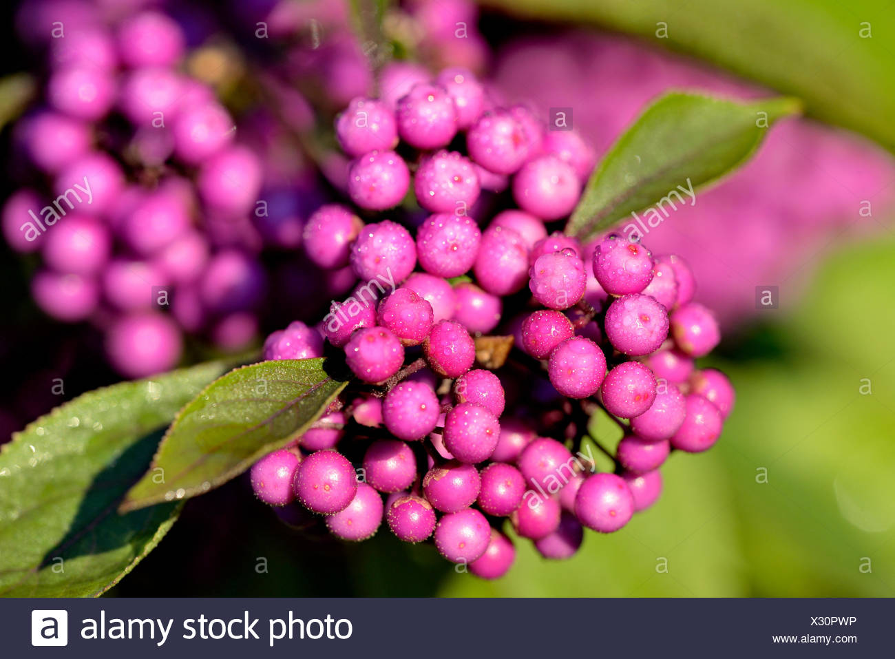 Pearl Fruit High Resolution Stock Photography and Images - Alamy