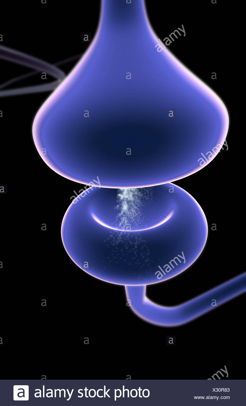 Synapse Stock Photos & Synapse Stock Images - Alamy