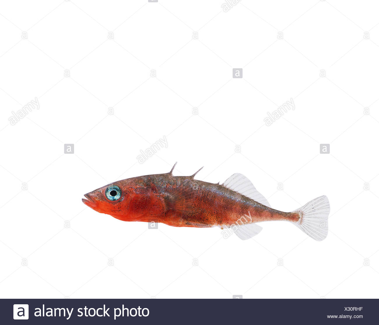 Three Spined Stickleback High Resolution Stock Photography and Images ...