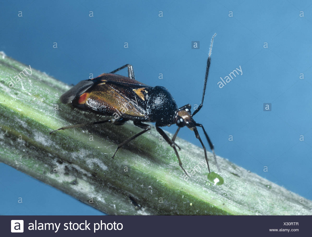 Capsid Bugs High Resolution Stock Photography and Images - Alamy