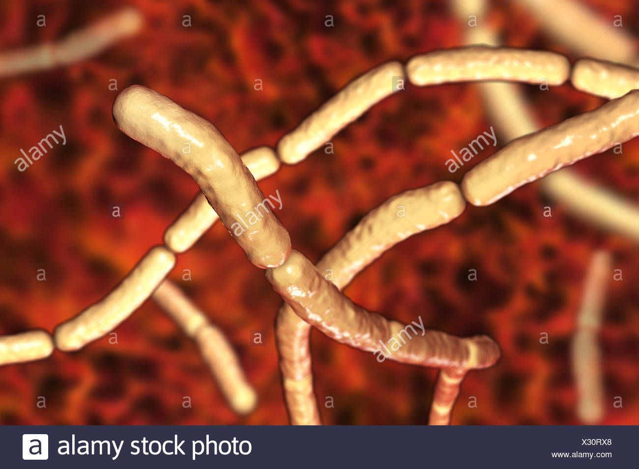 Aerobic Microbe High Resolution Stock Photography and Images - Alamy