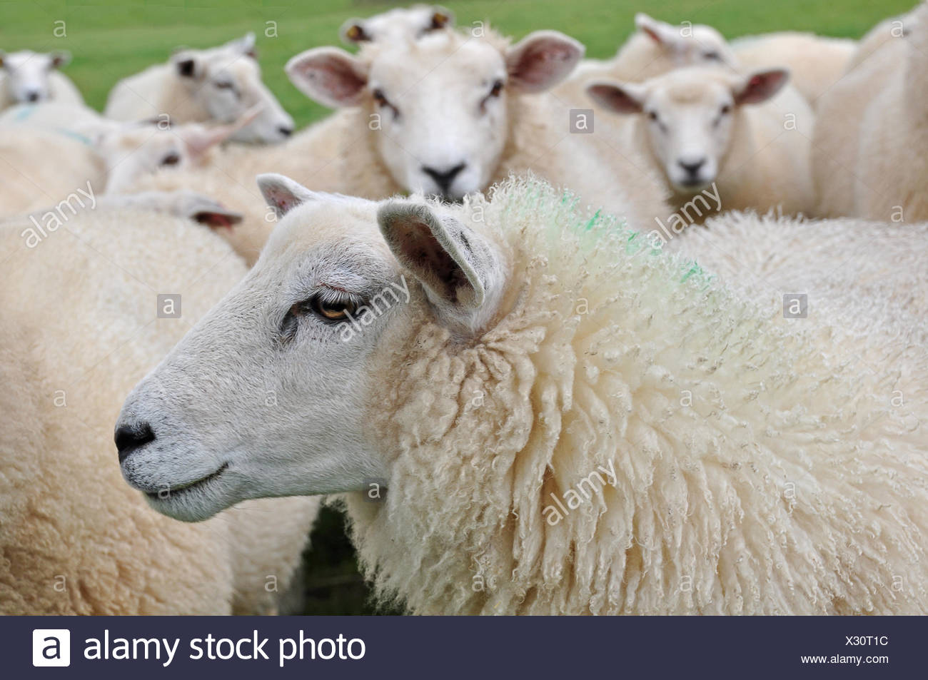 Sheep Skin Stock Photos & Sheep Skin Stock Images - Alamy