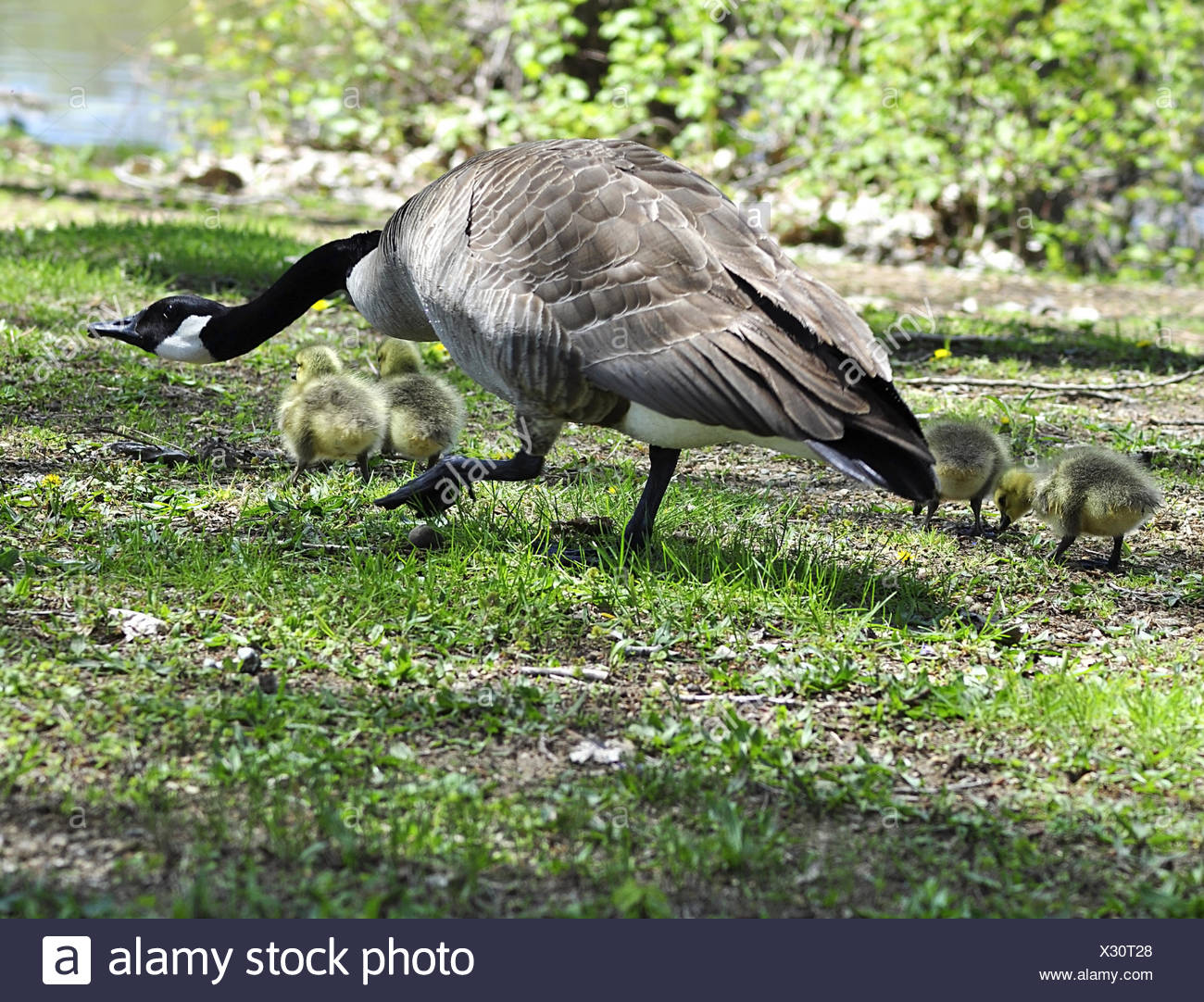 Canada Goose Eating High Resolution Stock Photography and Images - Alamy