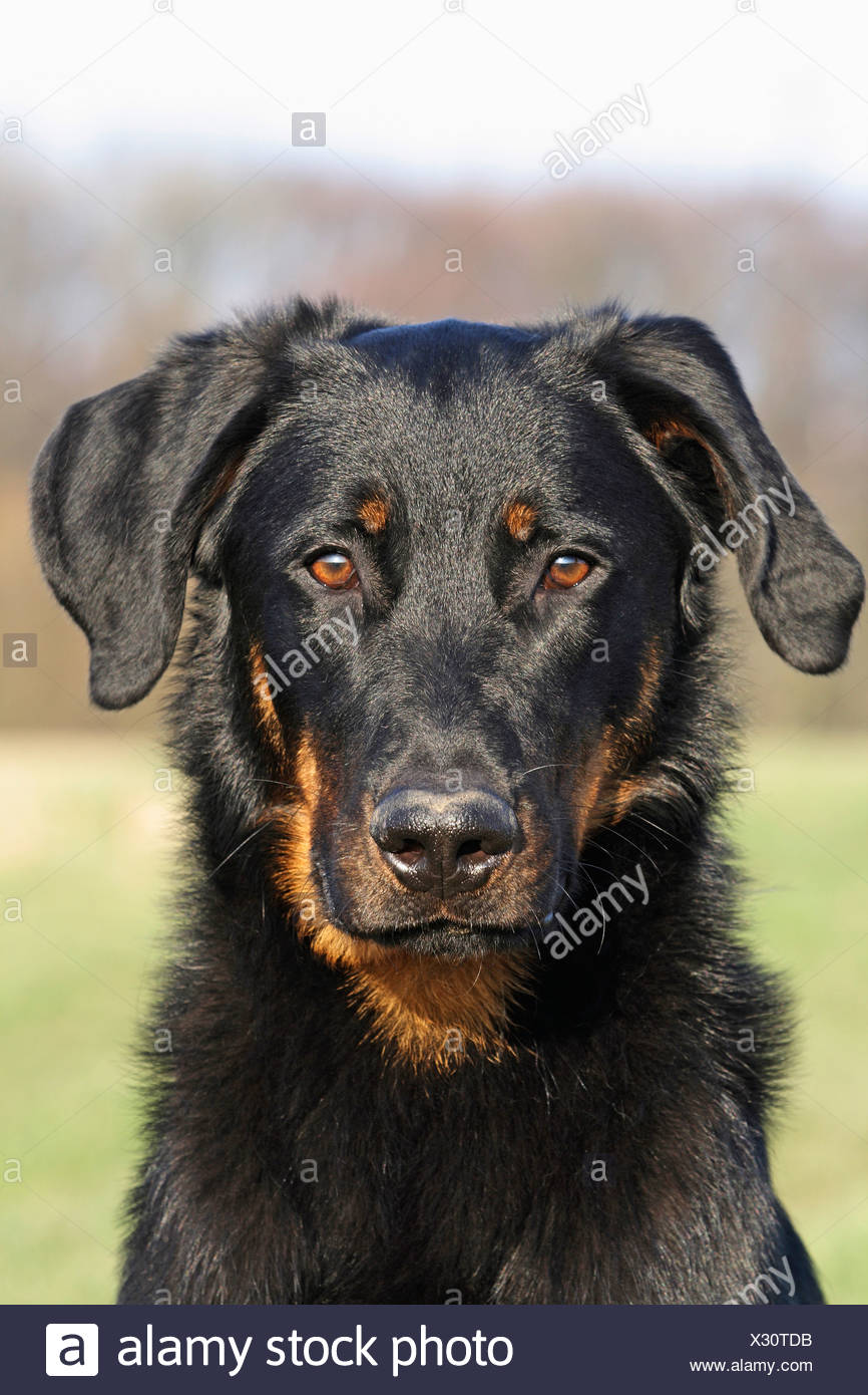 Dog Beauceron Berger De Beauce High Resolution Stock Photography and ...