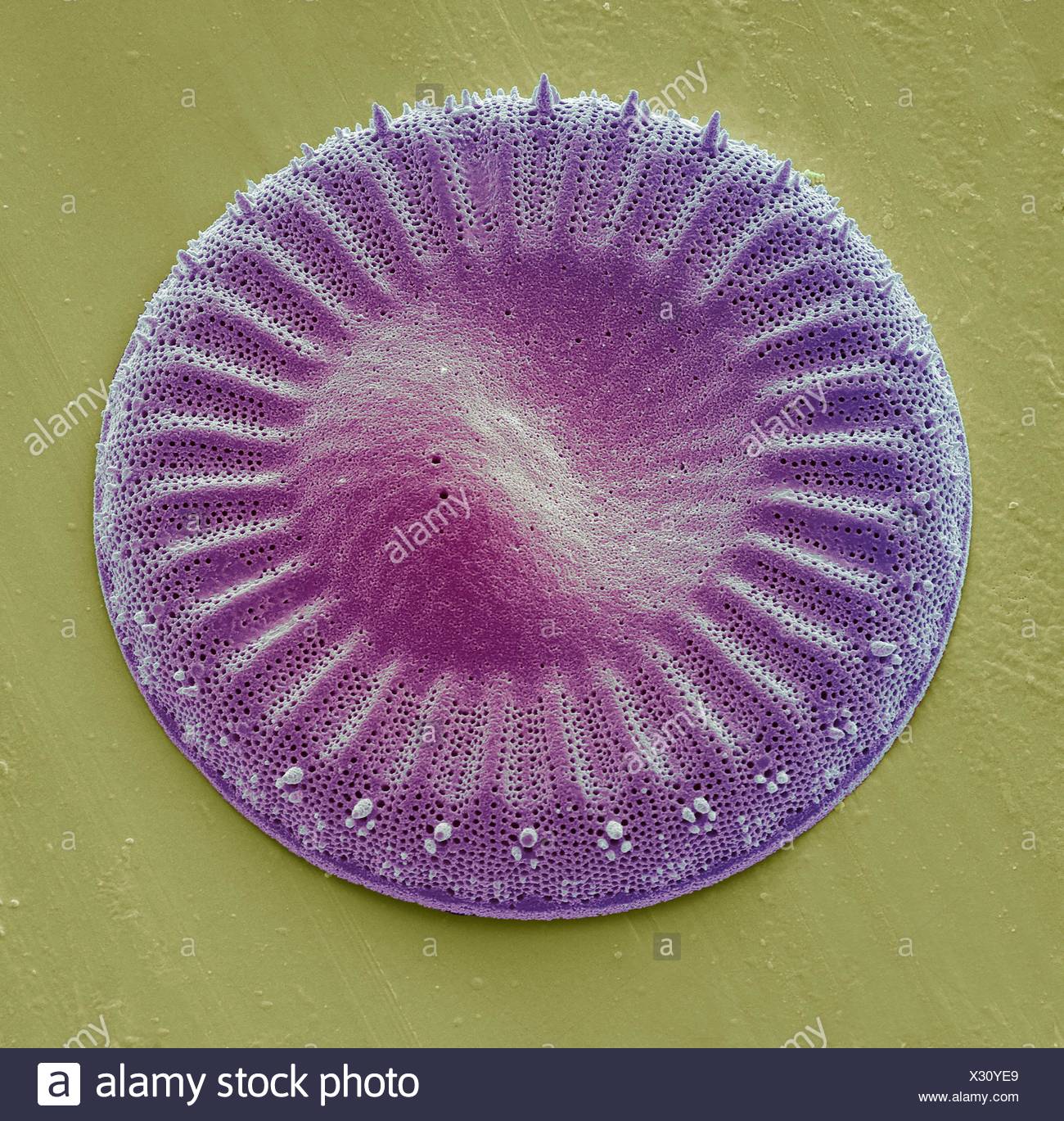 Diatom Sem High Resolution Stock Photography and Images - Alamy