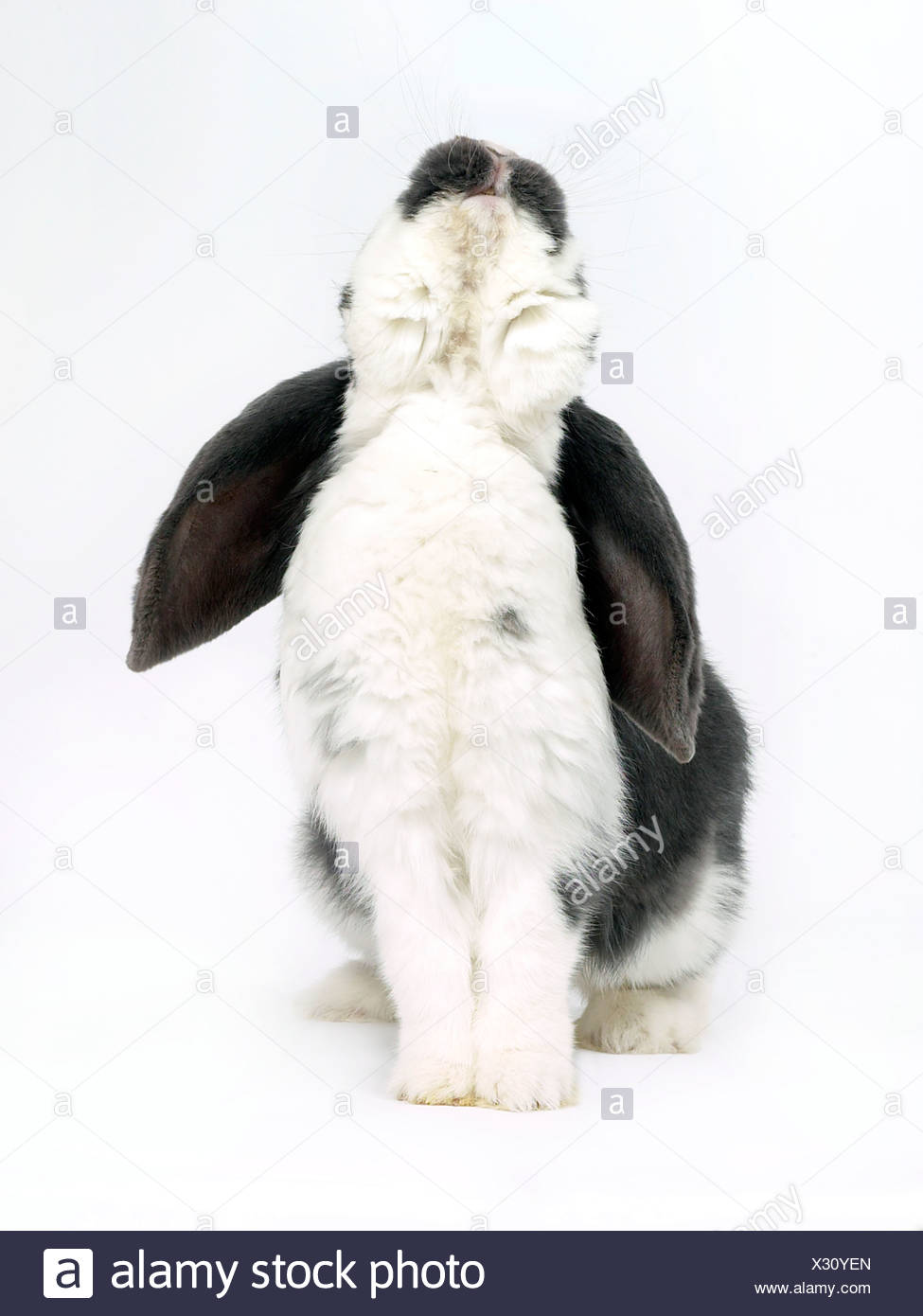 Lop Eared Rabbit High Resolution Stock Photography and Images - Alamy