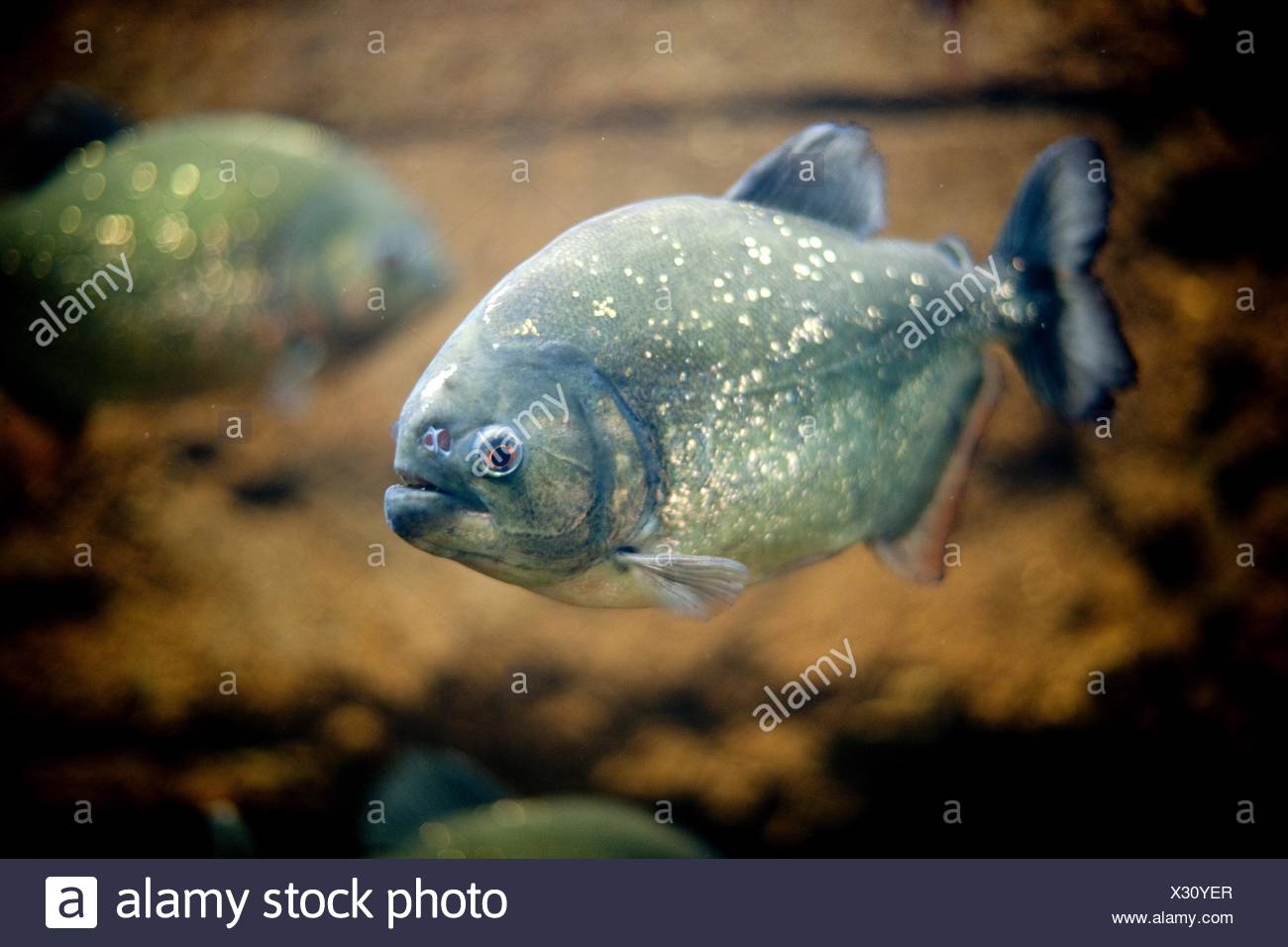 Piranha Underwater High Resolution Stock Photography and Images - Alamy