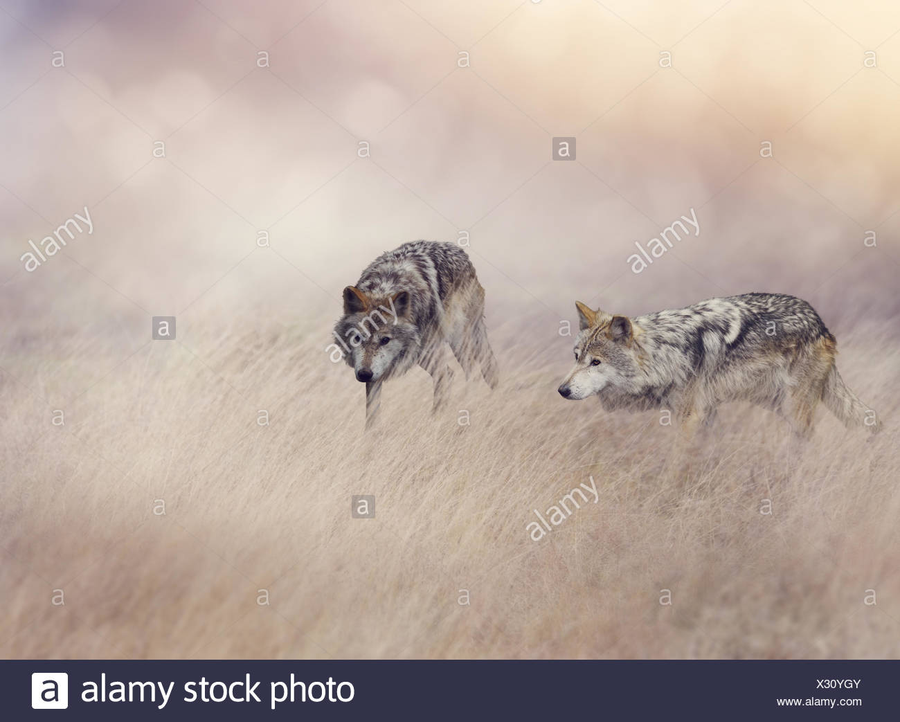 Two Wolves Walking High Resolution Stock Photography and Images - Alamy