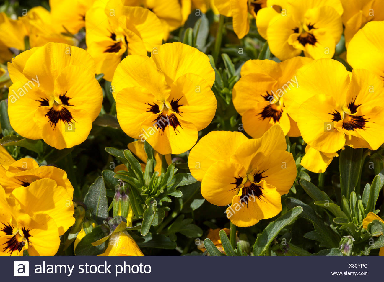 Twix Stock Photos & Twix Stock Images - Alamy