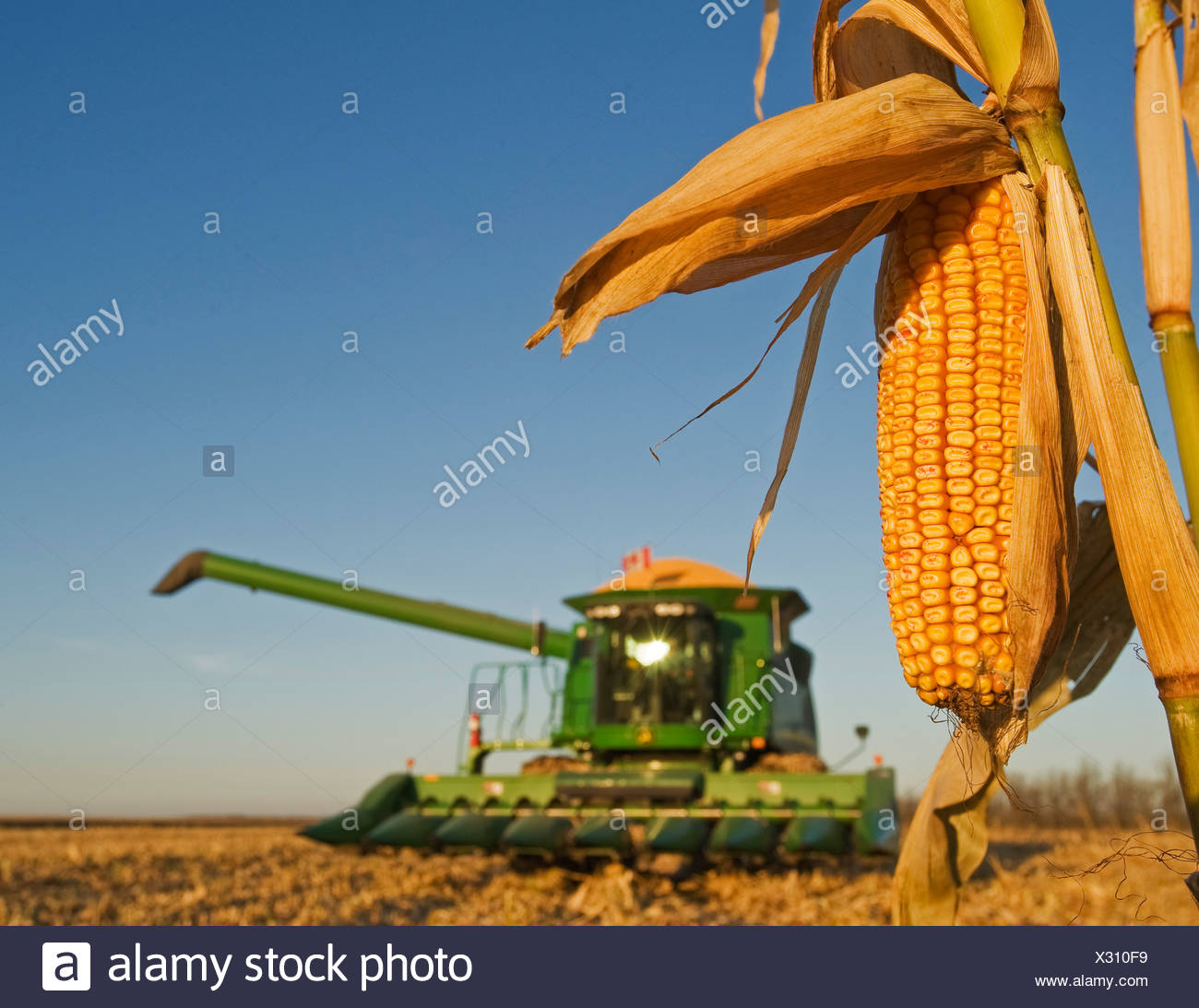 Biofuel Stock Photos & Biofuel Stock Images - Alamy