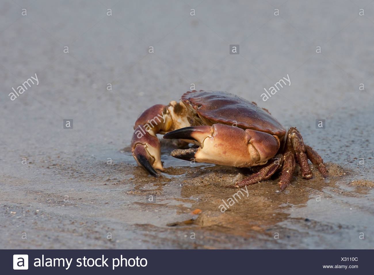European Edible Crab Cancer Pagurus High Resolution Stock Photography ...
