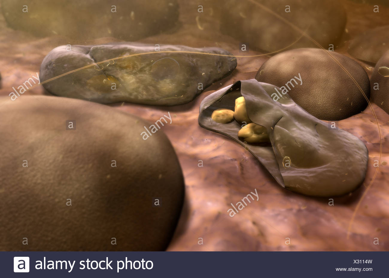 Malaria Merozoites High Resolution Stock Photography and Images - Alamy