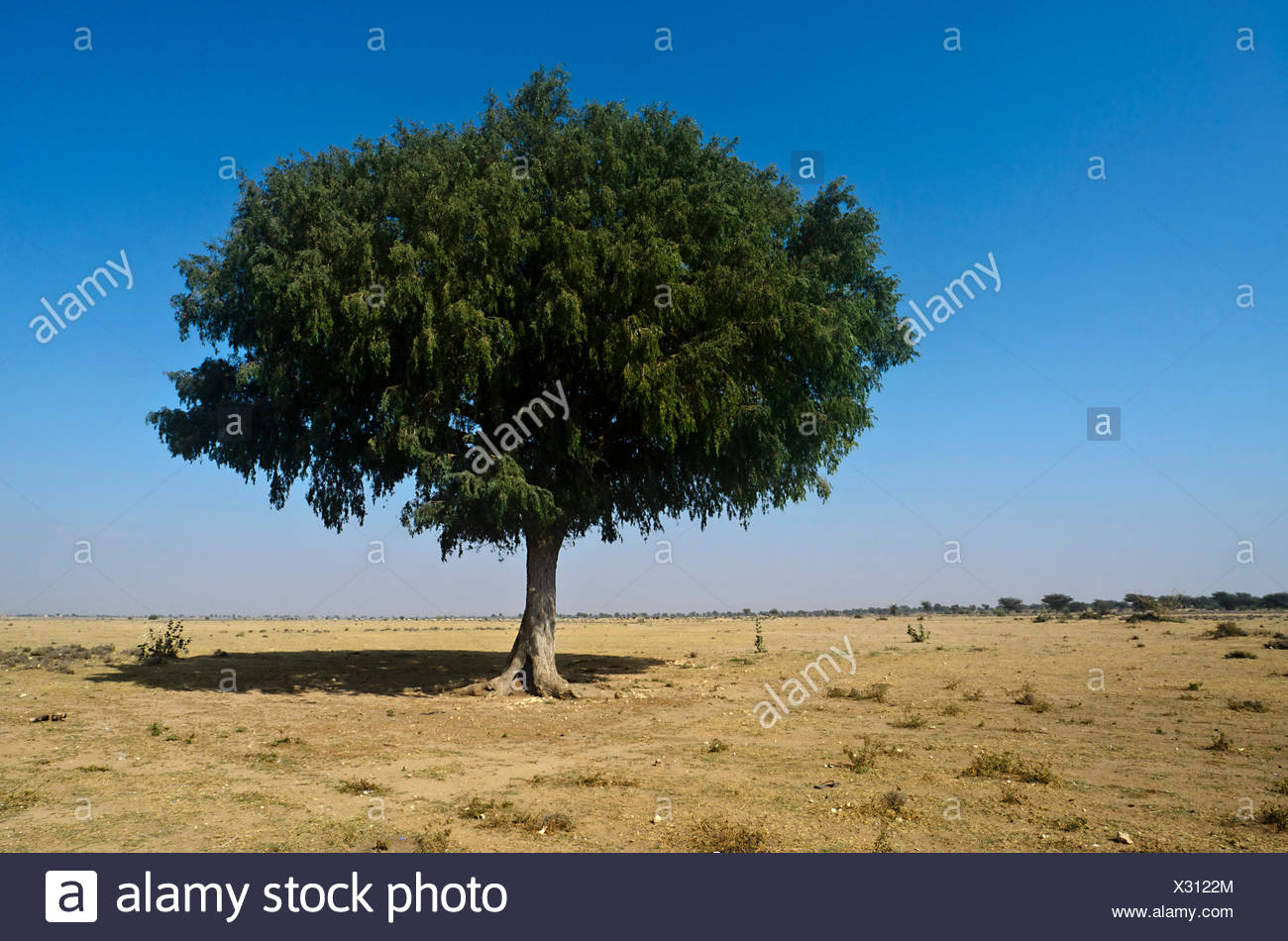 Khejri Tree Stock Photos & Khejri Tree Stock Images - Alamy