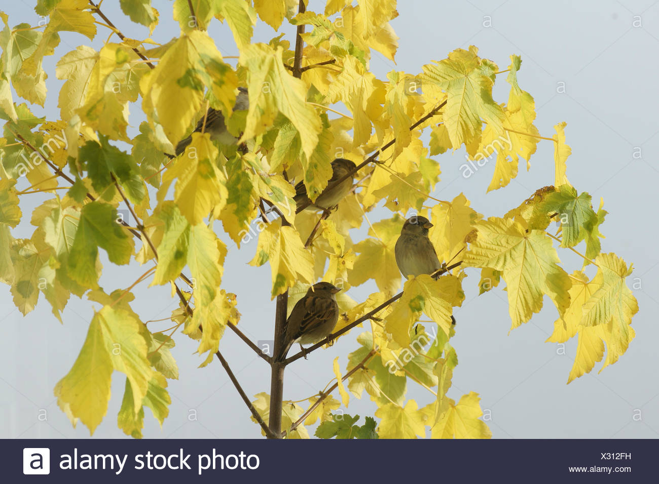 Sycamore Tree Bird High Resolution Stock Photography and Images - Alamy