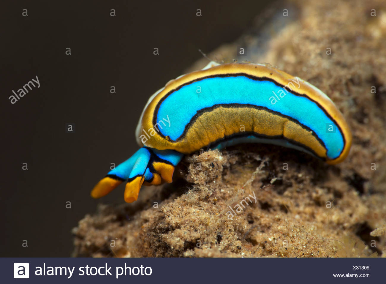Orange Slug High Resolution Stock Photography and Images - Alamy