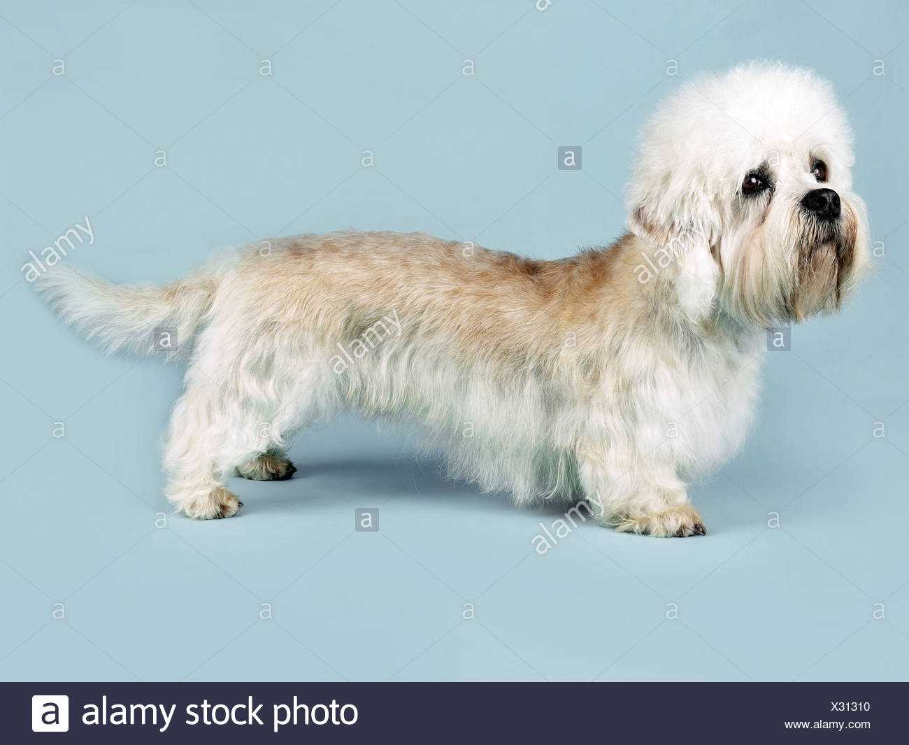 Dandie Dinmont Terrier High Resolution Stock Photography and Images - Alamy