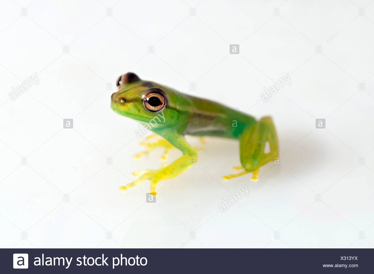 Lime Green Frog High Resolution Stock Photography and Images - Alamy