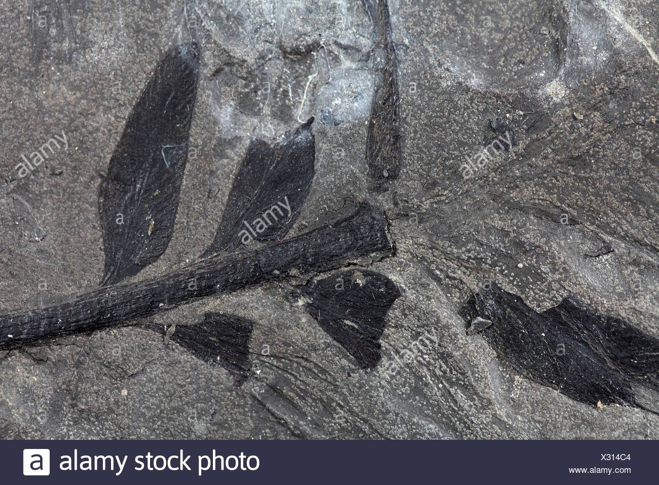 Fossilized Plant High Resolution Stock Photography and Images - Alamy