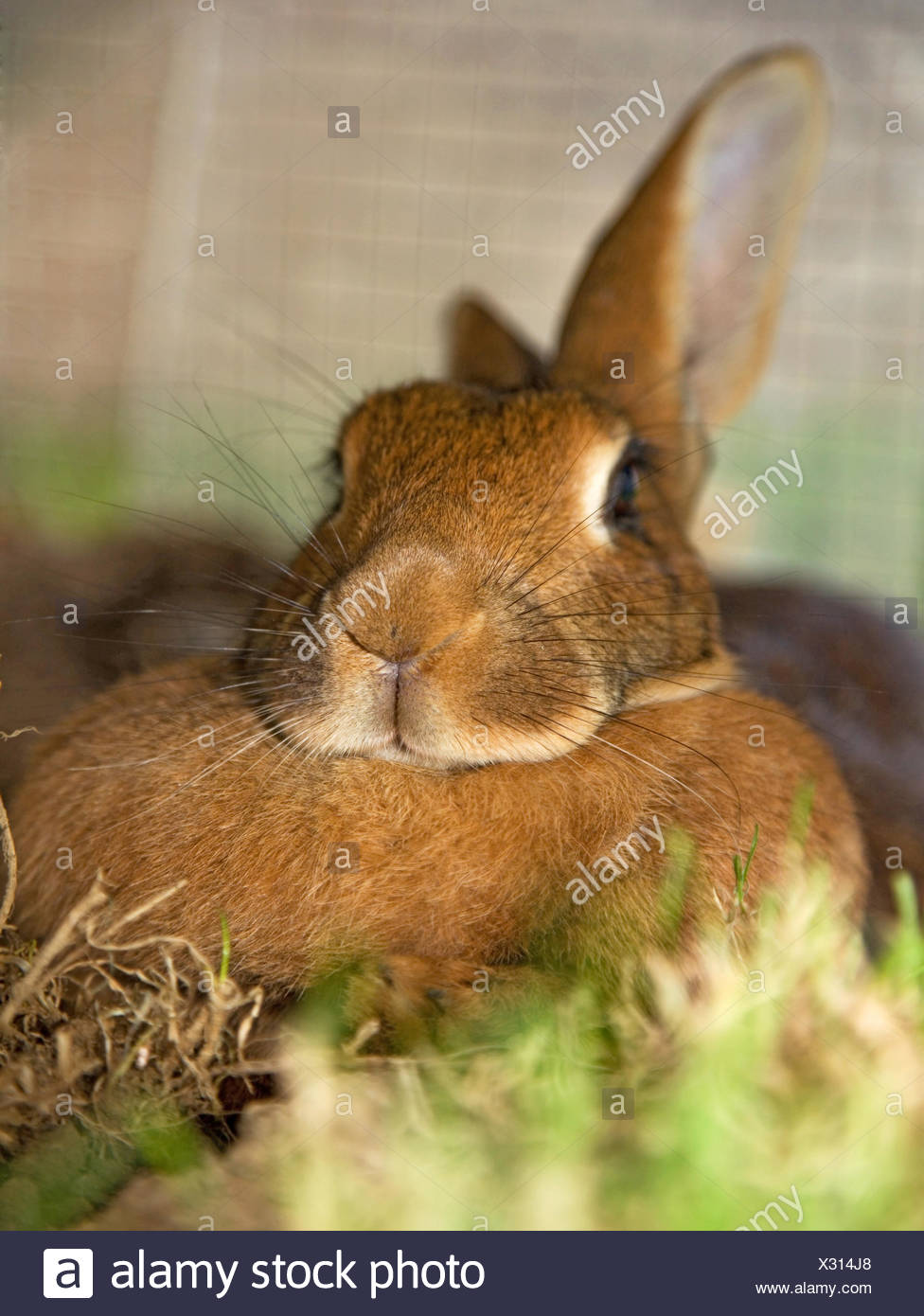 Thumper Rabbit Stock Photos & Thumper Rabbit Stock Images - Alamy