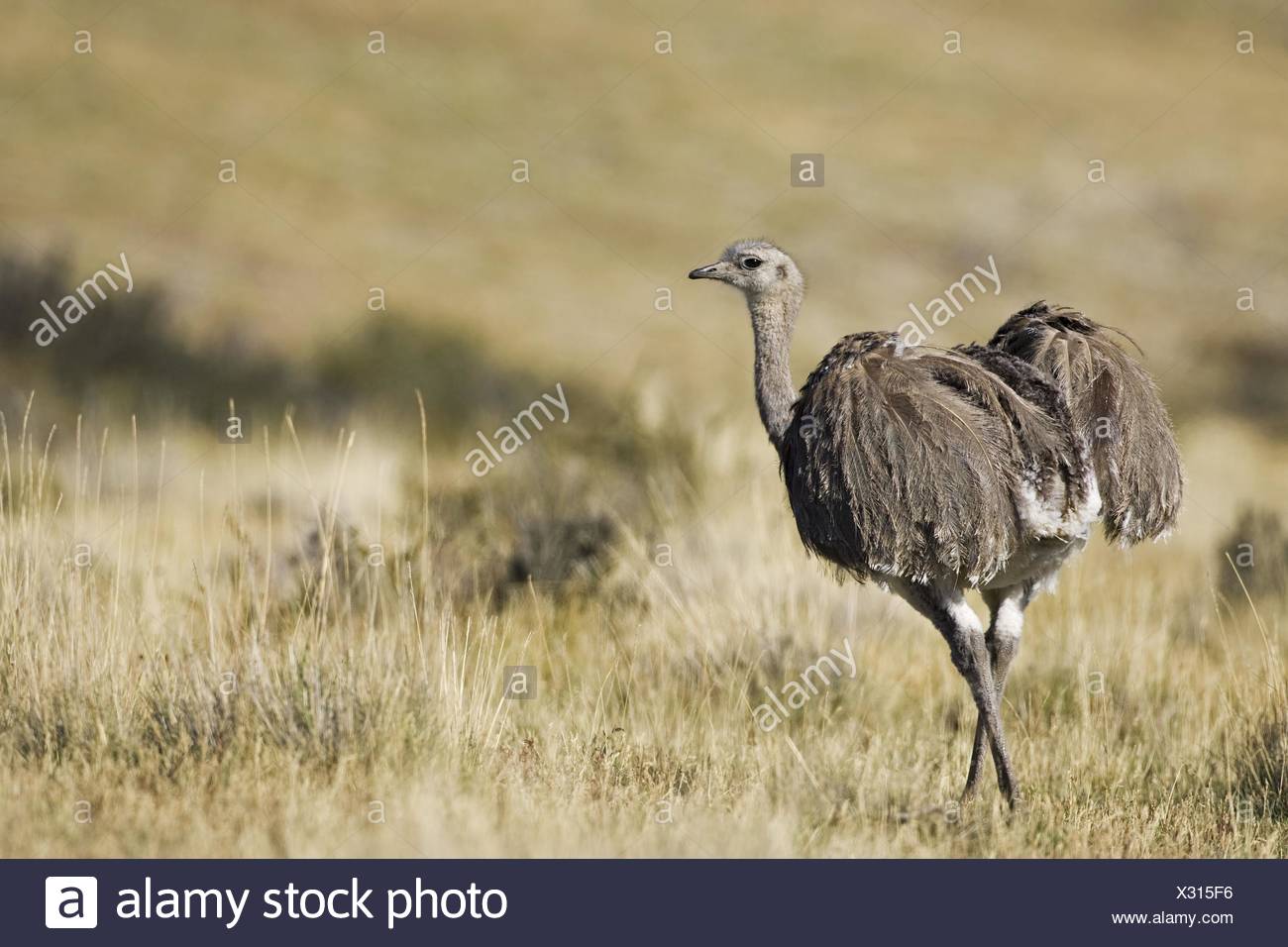 Lesser Rhea High Resolution Stock Photography and Images - Alamy