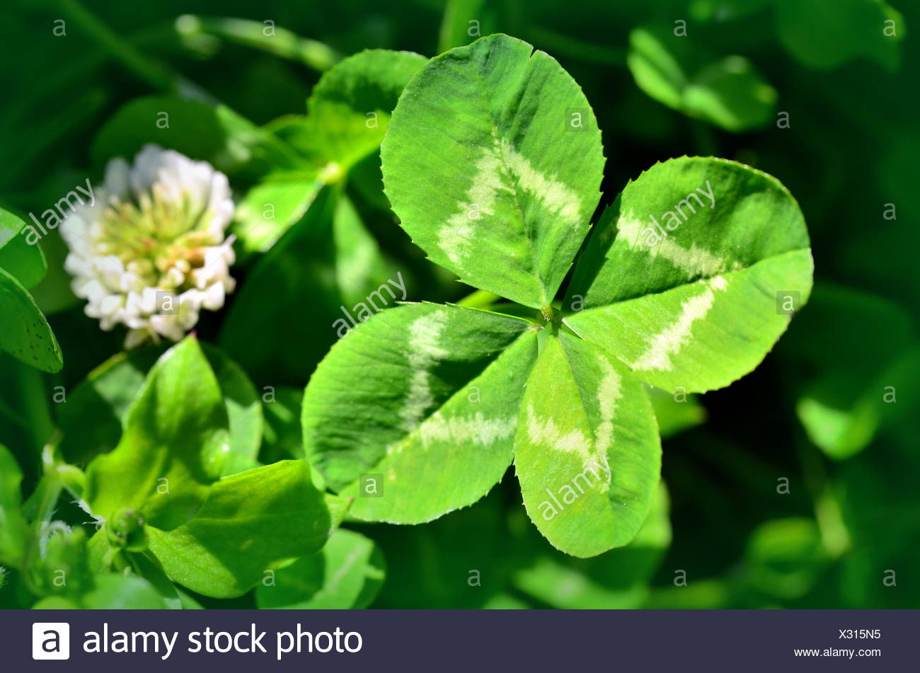 Gruen Weiss Stock Photos & Gruen Weiss Stock Images - Alamy