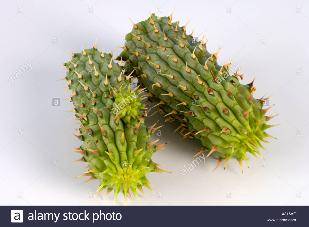 Hoodia Gordonii High Resolution Stock Photography and Images - Alamy