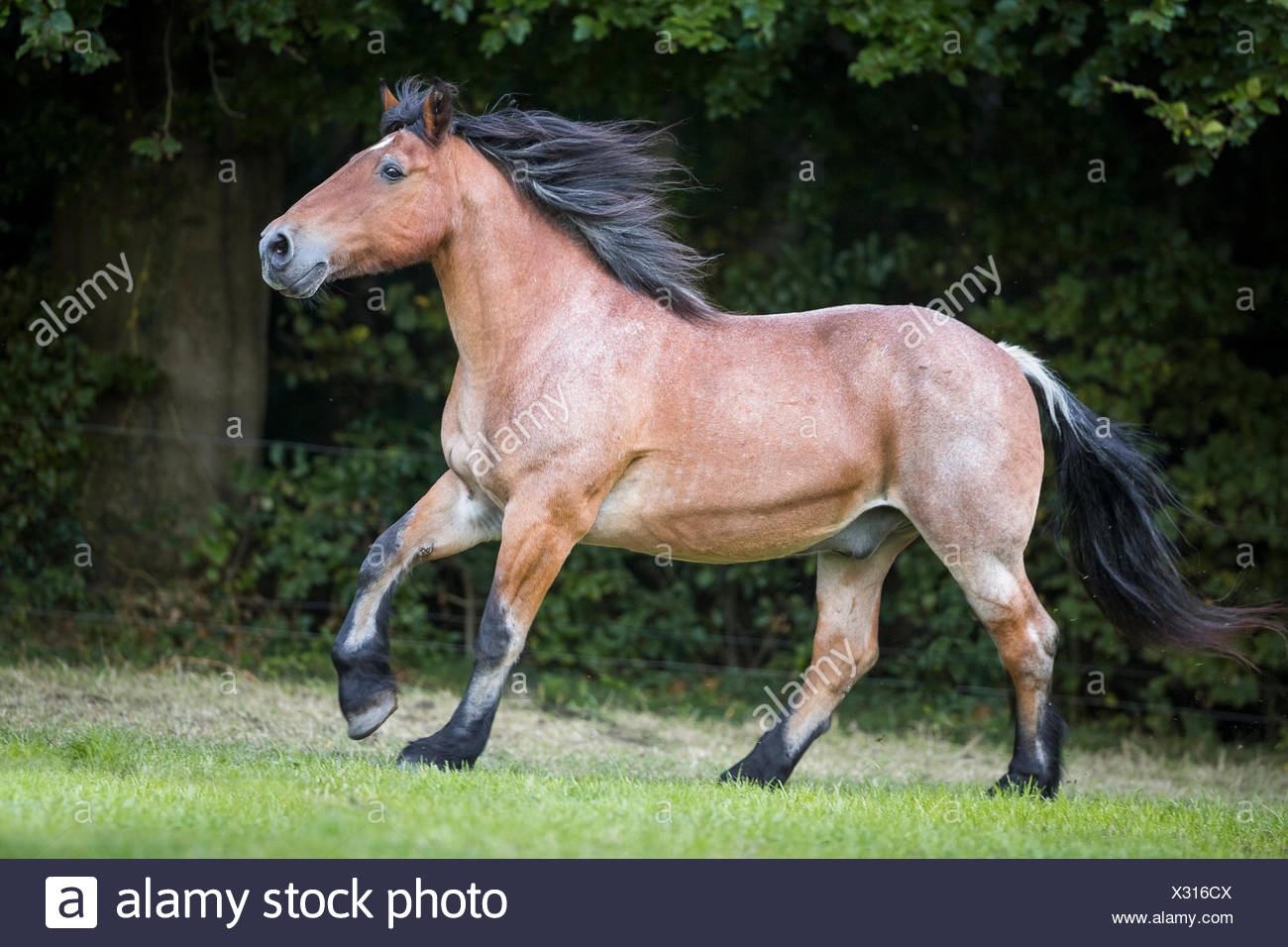 Strawberry Roan Horse High Resolution Stock Photography and Images - Alamy