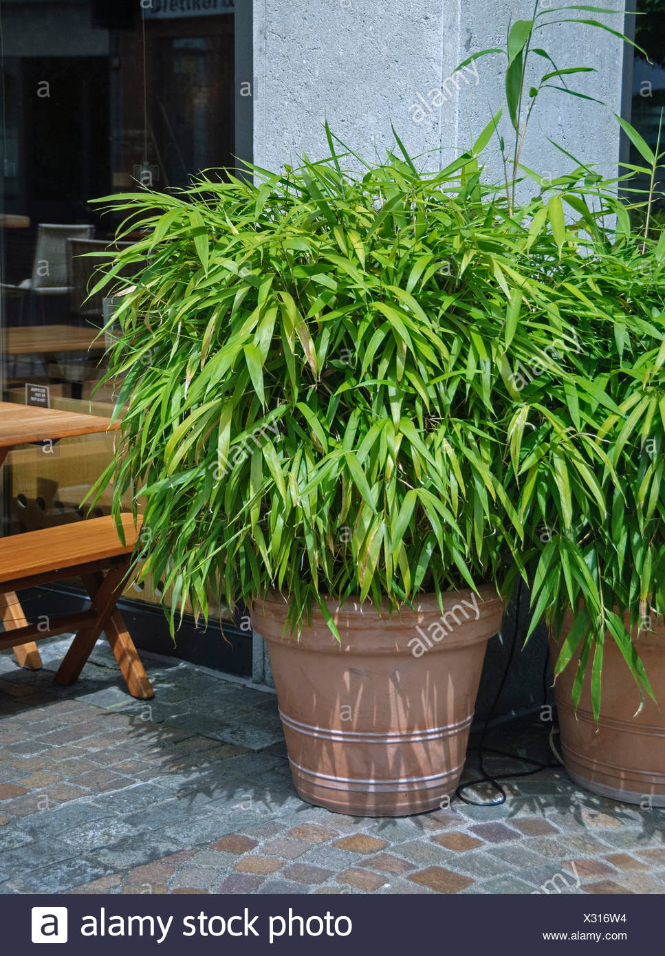 Garden Bamboo High Resolution Stock Photography and Images - Alamy