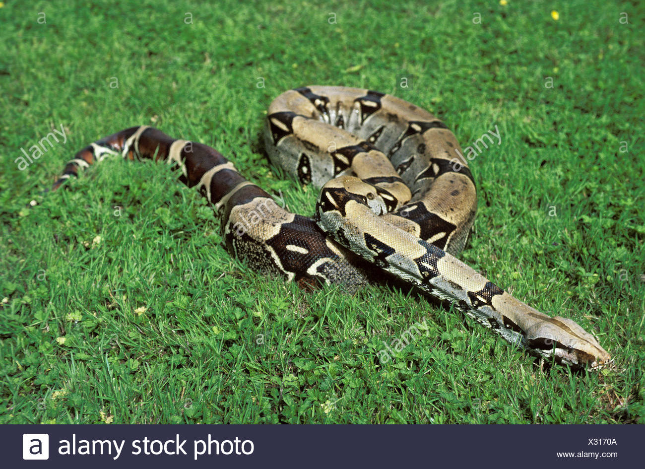 Boa Constrictor Snake Boa Constrictor High Resolution Stock Photography ...