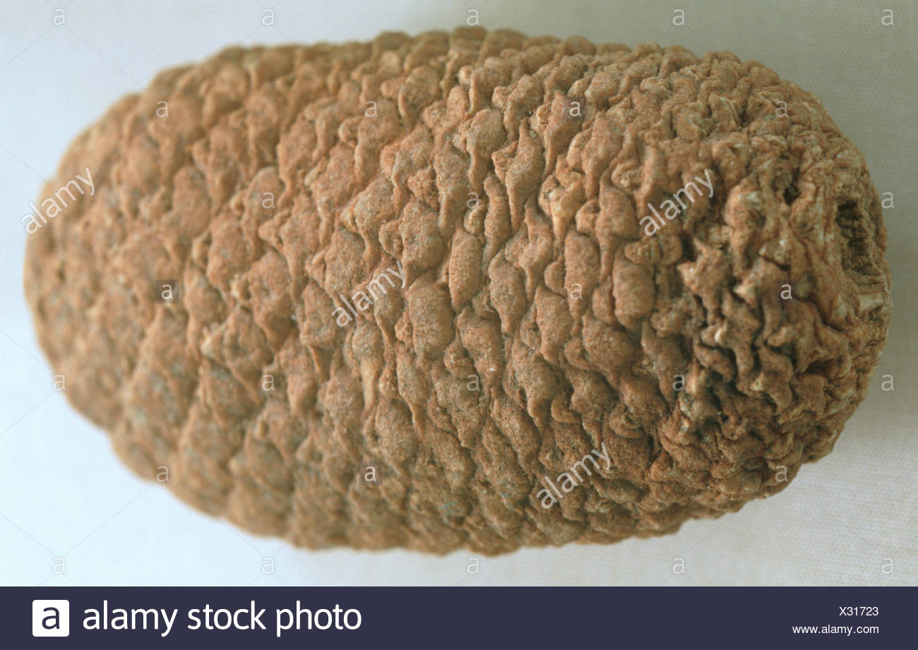 Fossil Cone High Resolution Stock Photography and Images - Alamy