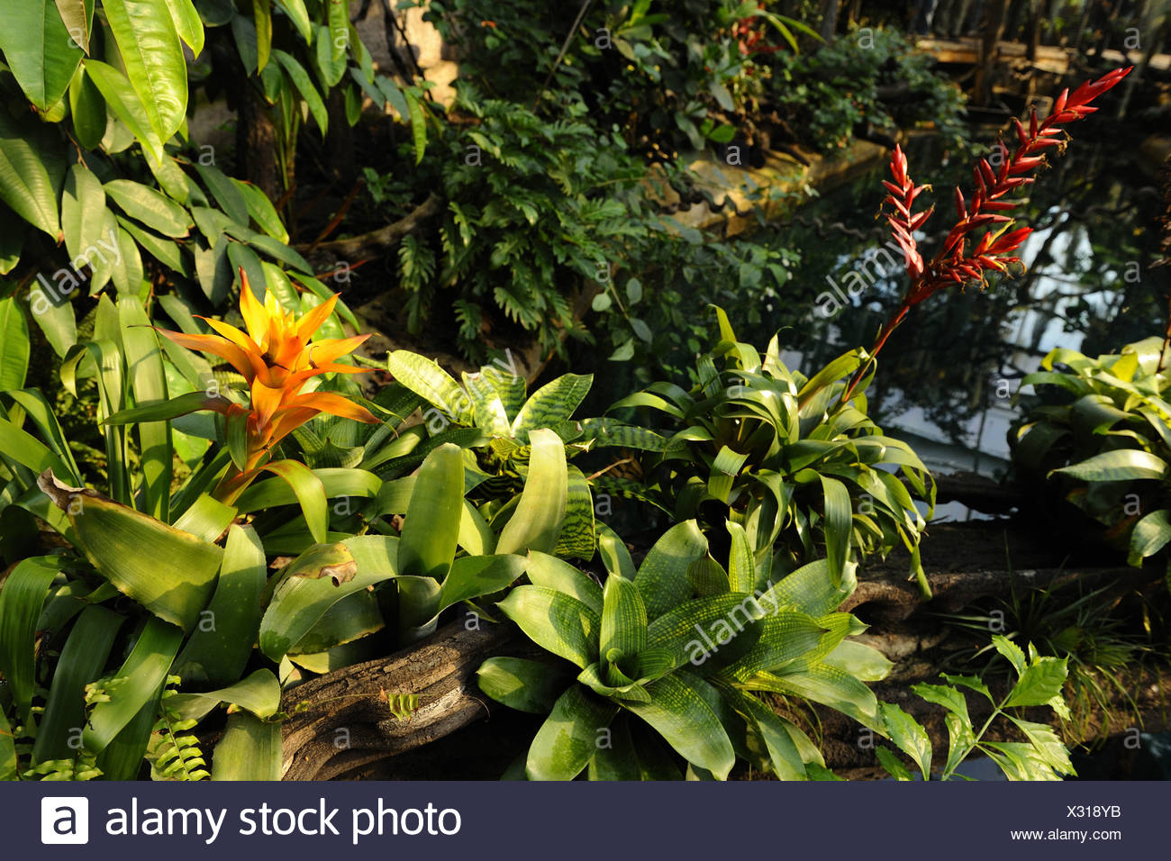 Epiphytic Plants High Resolution Stock Photography and Images - Alamy