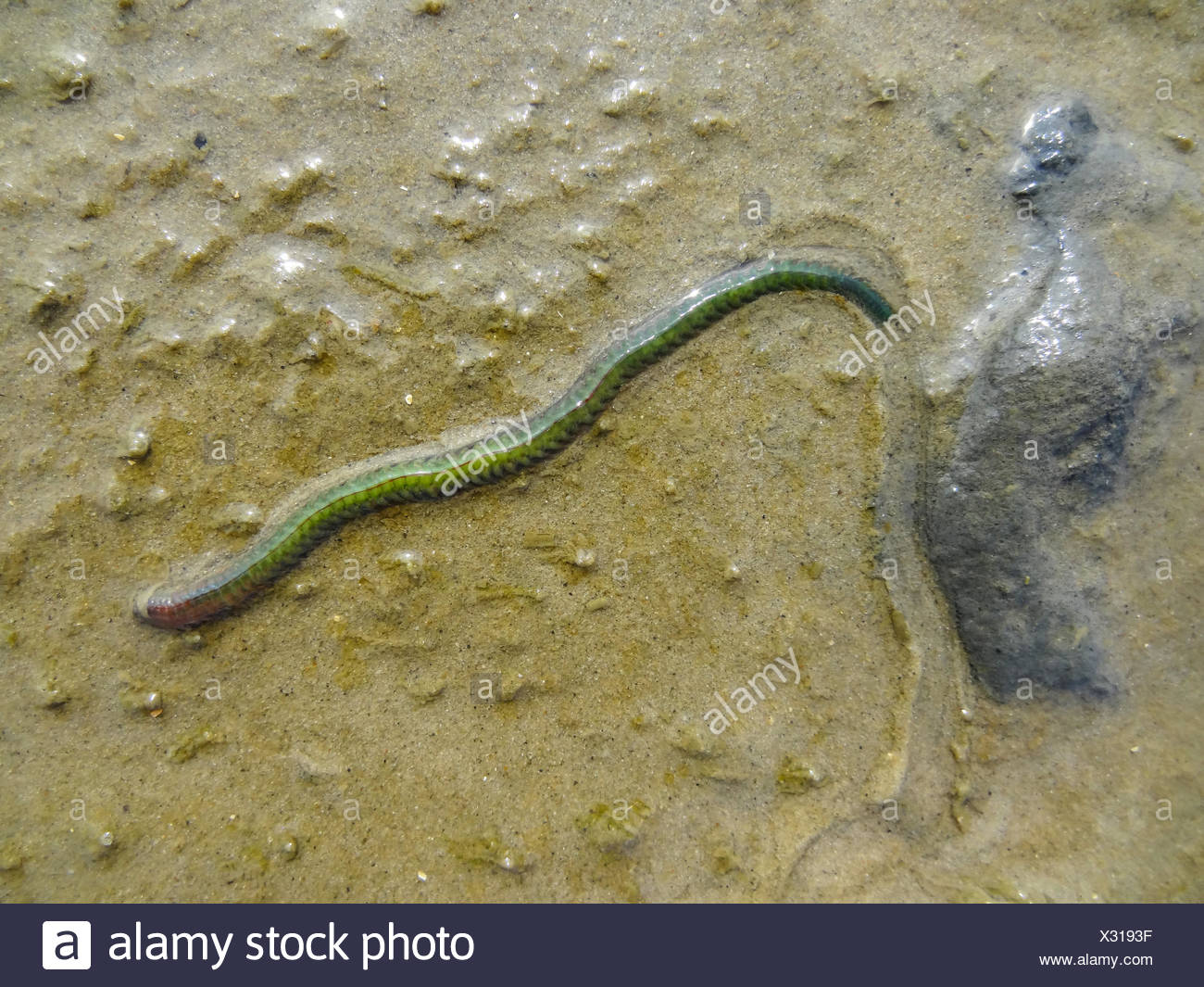 Ragworm High Resolution Stock Photography and Images - Alamy