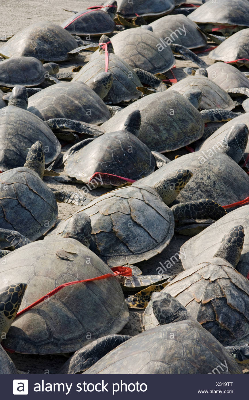 Sea Turtle Poaching High Resolution Stock Photography and Images - Alamy