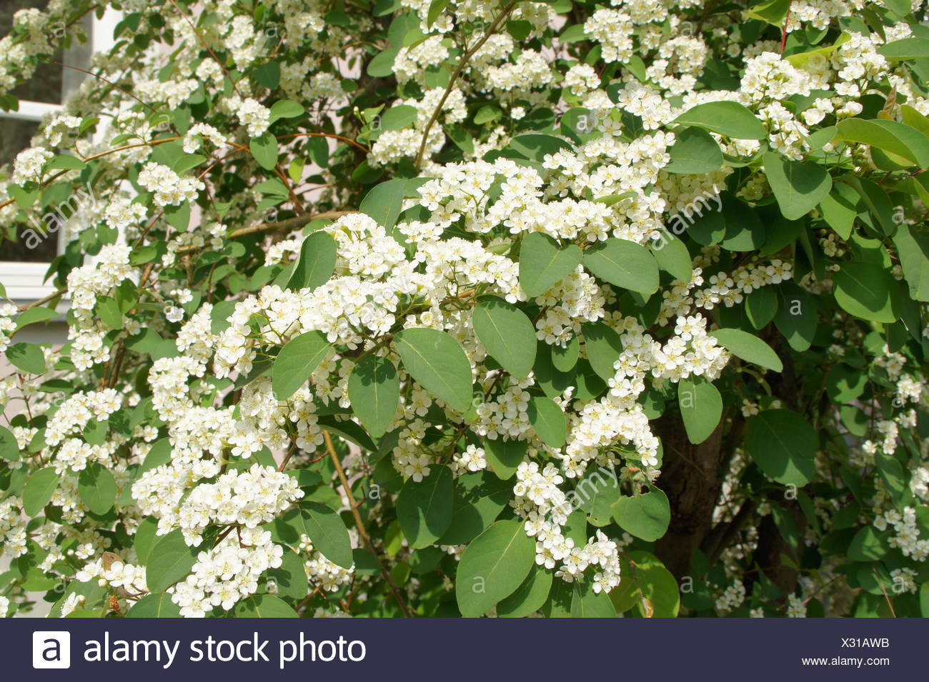 Cotoneaster Multiflorus High Resolution Stock Photography and Images ...