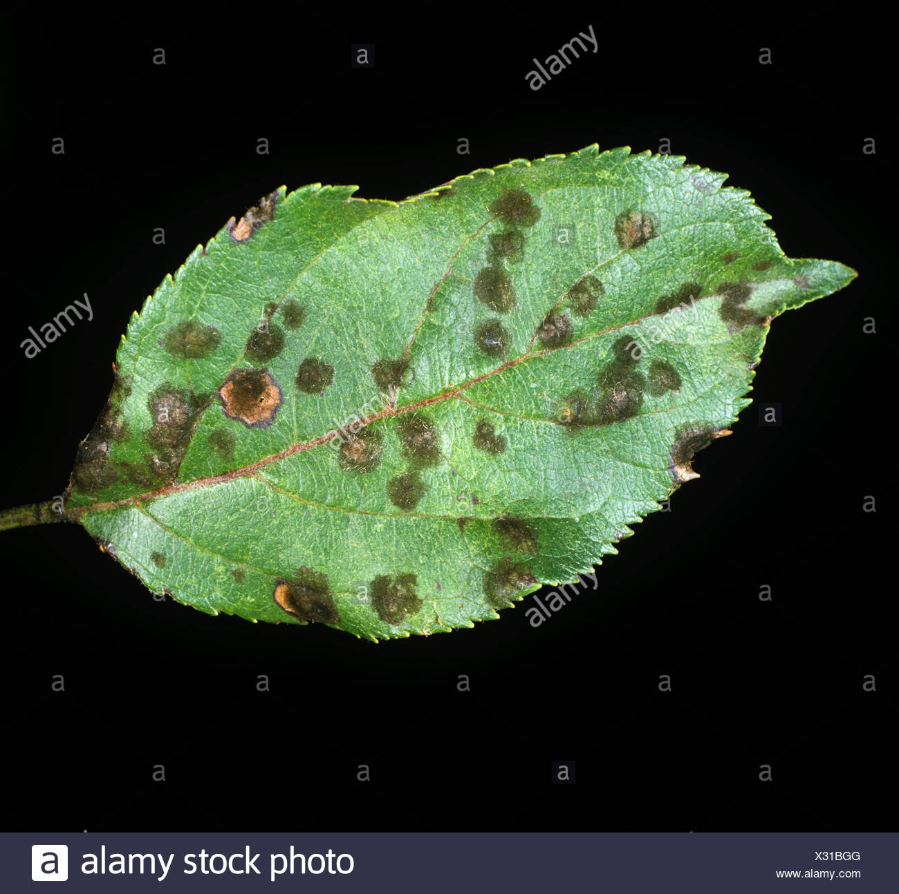 Venturia Stock Photos & Venturia Stock Images - Alamy