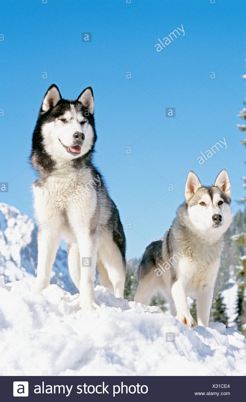 Two Dogs Stand High Resolution Stock Photography and Images - Alamy