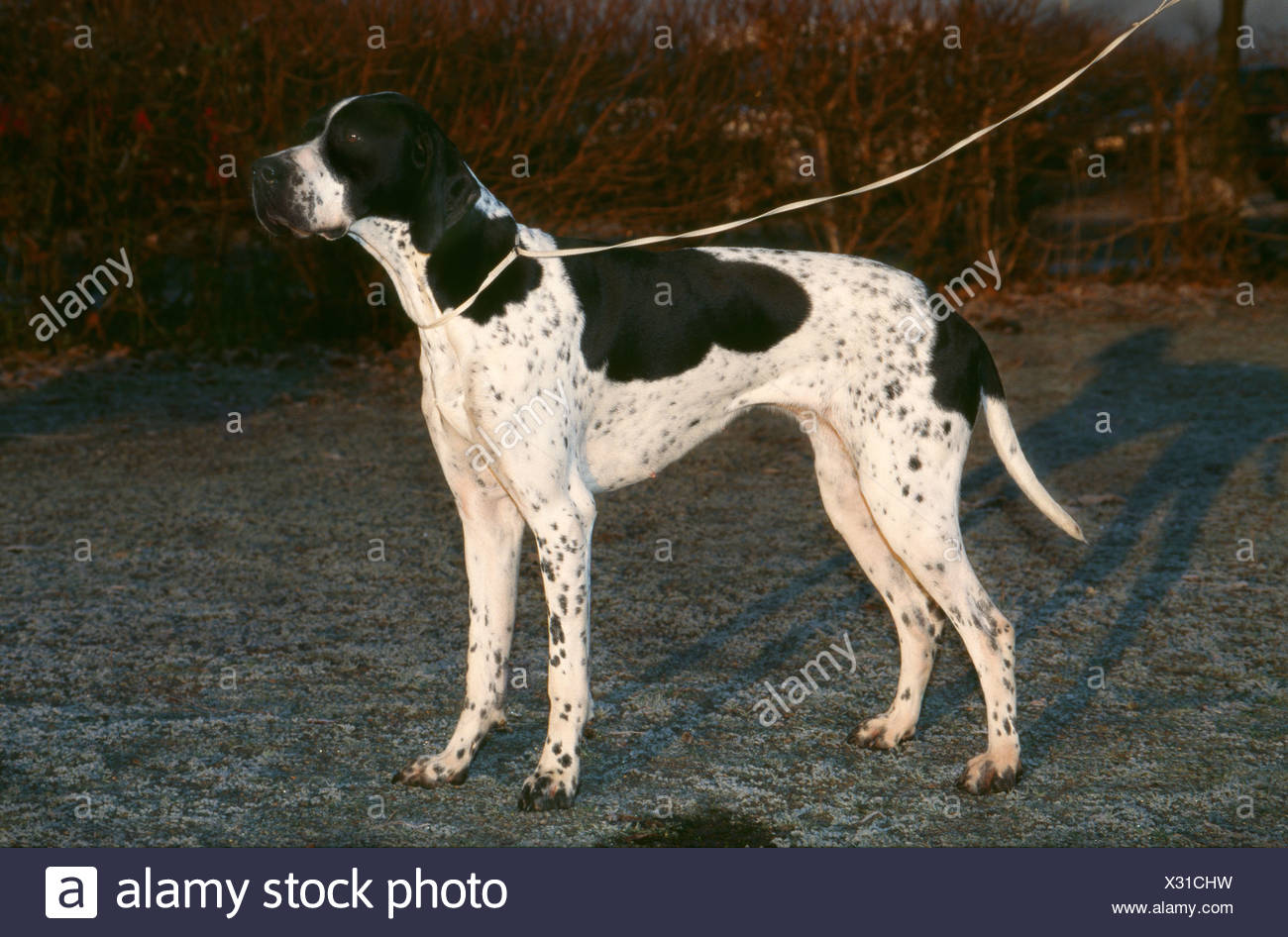 Dog English Pointer Adult Pointing High Resolution Stock Photography ...