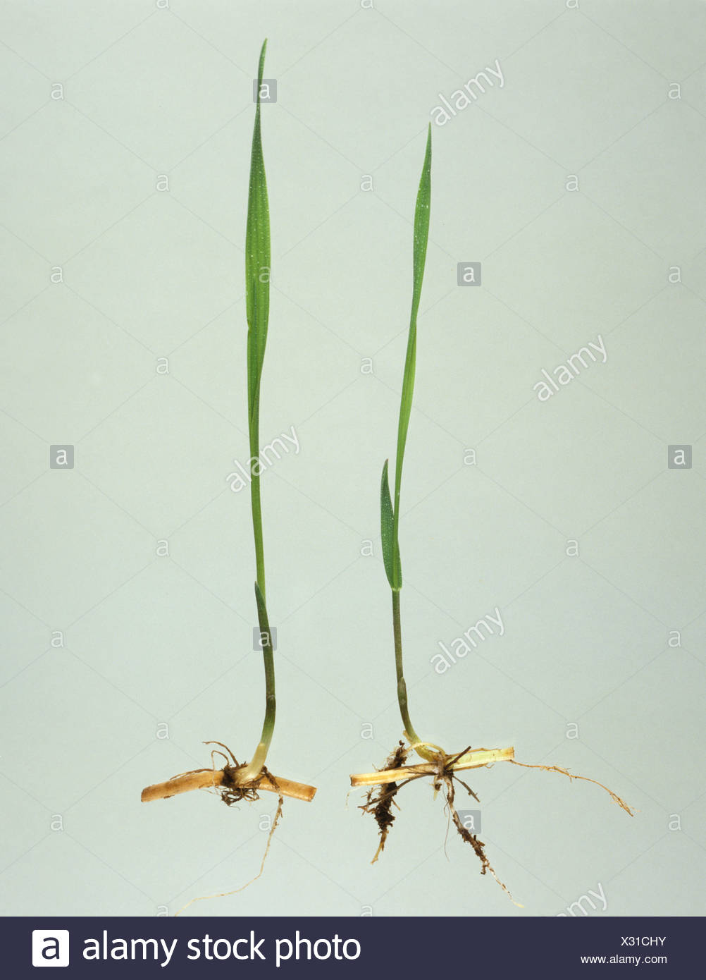 Couch Grass Root High Resolution Stock Photography and Images - Alamy