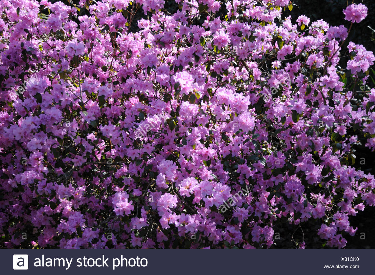 Vorfruhlings Rhododendron High Resolution Stock Photography and Images ...