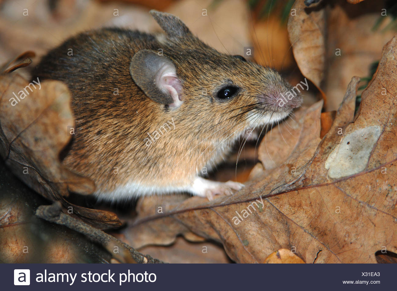 Mus Musculus High Resolution Stock Photography and Images - Alamy