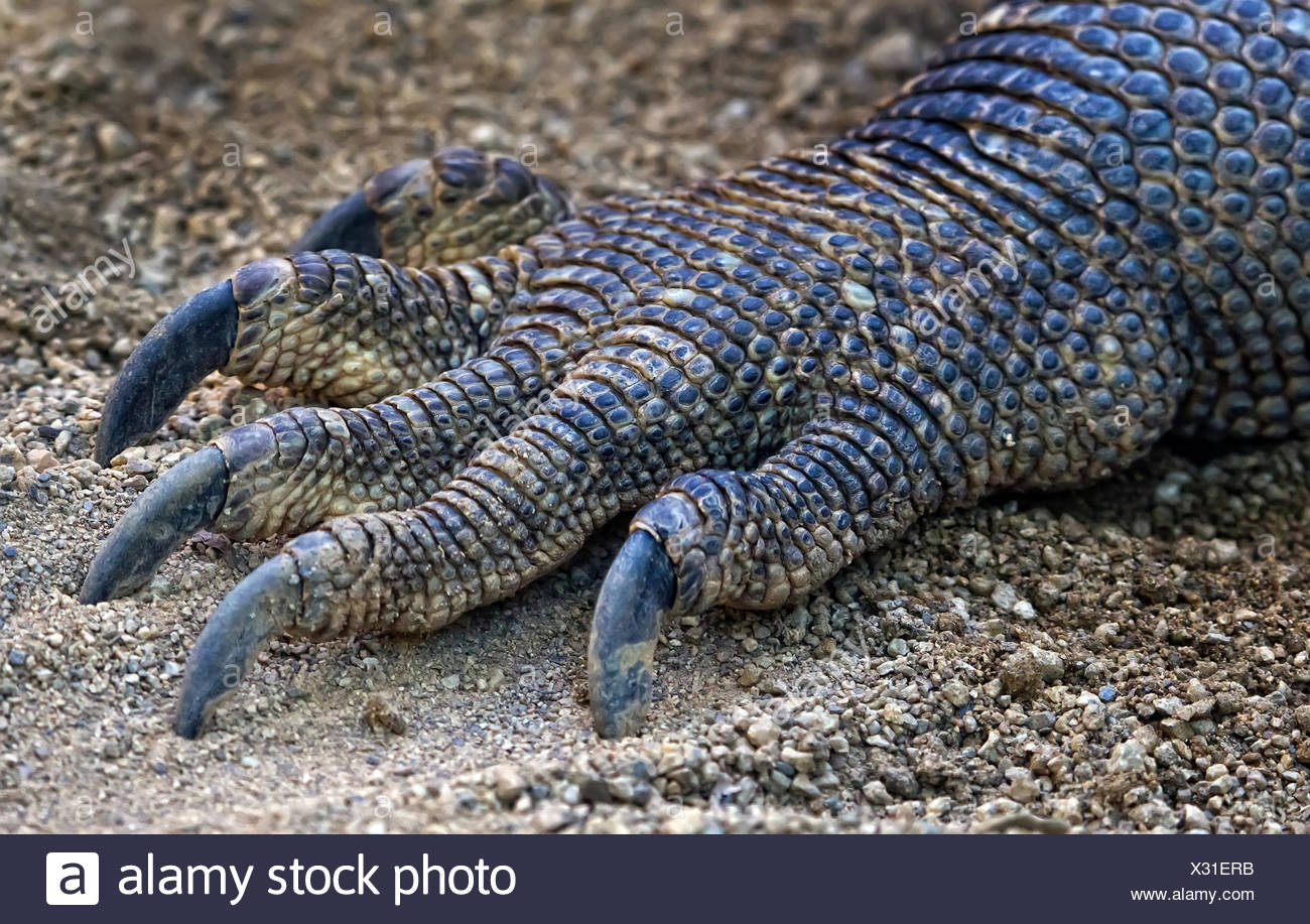 Terrible Lizard High Resolution Stock Photography and Images - Alamy