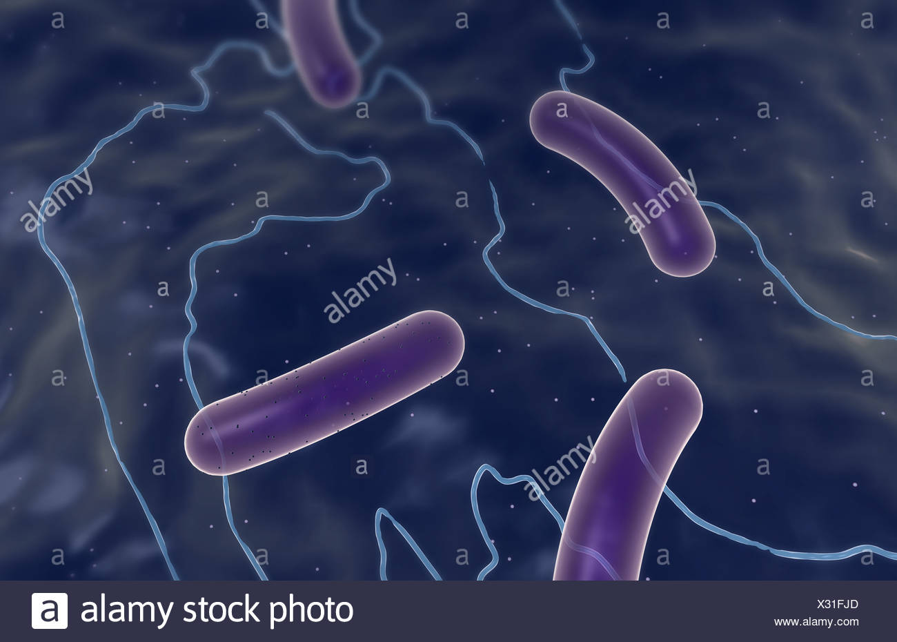 Rod Shaped Gram Negative Salmonella High Resolution Stock Photography ...