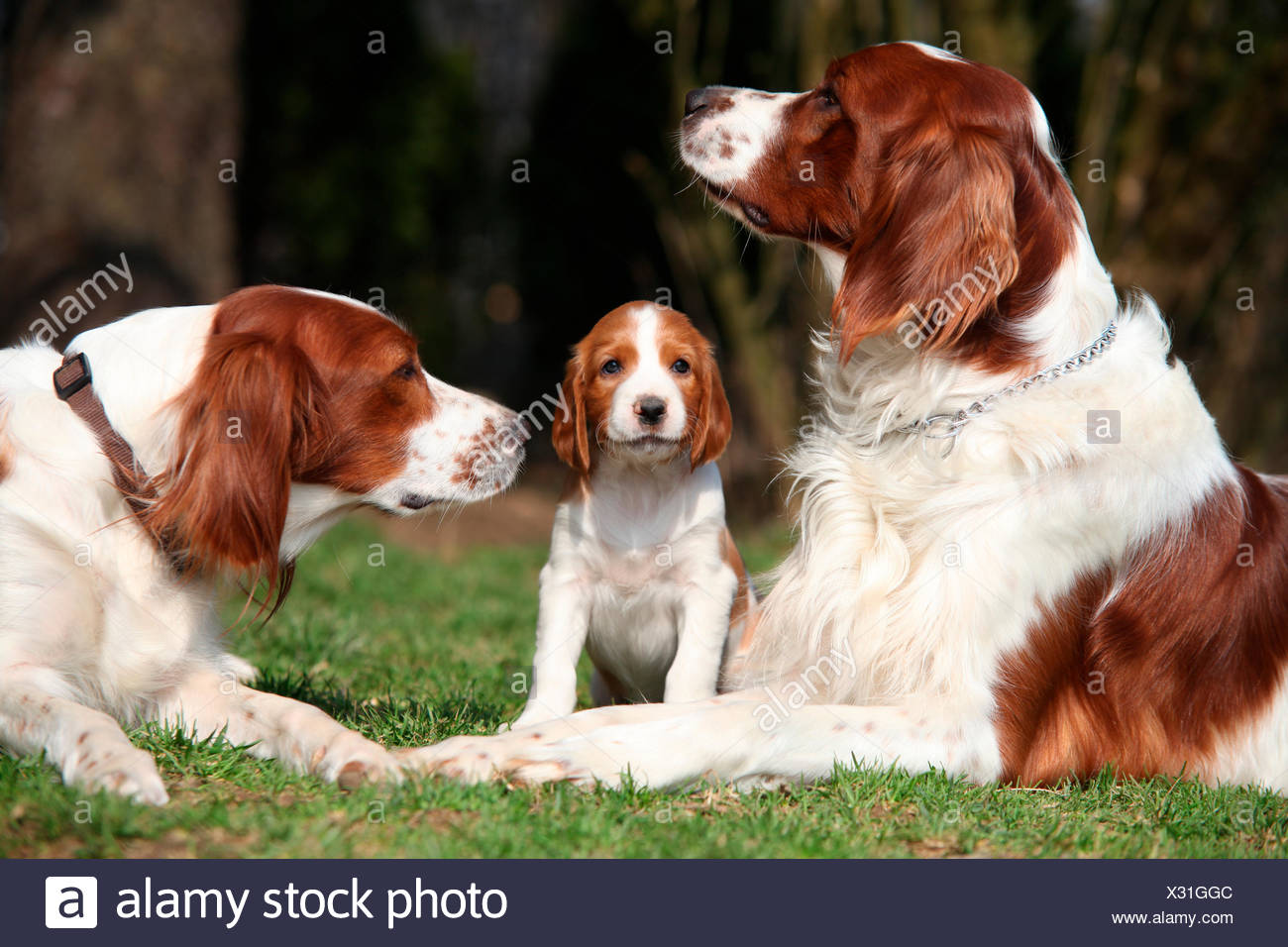 Irish Family High Resolution Stock Photography and Images - Alamy